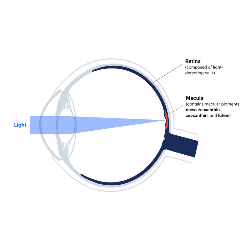 Vision – Eye Longevity + Protection | Elysium Health