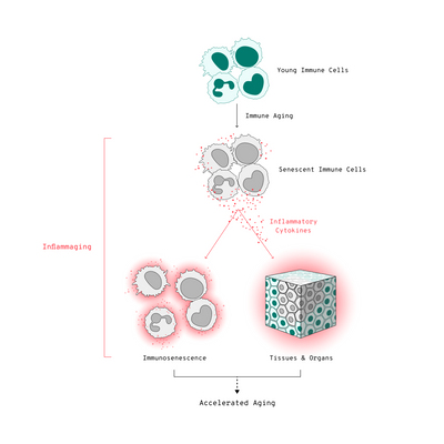 Format - Immune Health + Inflammaging | Elysium Health