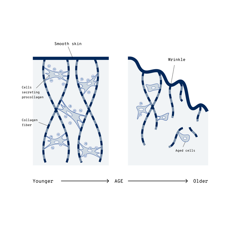 Cofactor – Advanced Collagen System with NAD+ Boost | Elysium Health