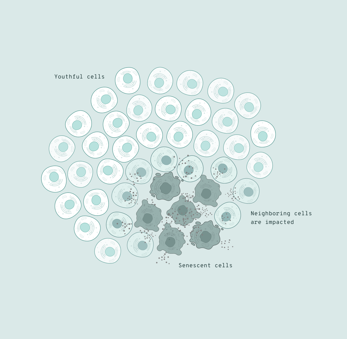 Senolytic Complex - Clear Senescent Cells | Elysium Health