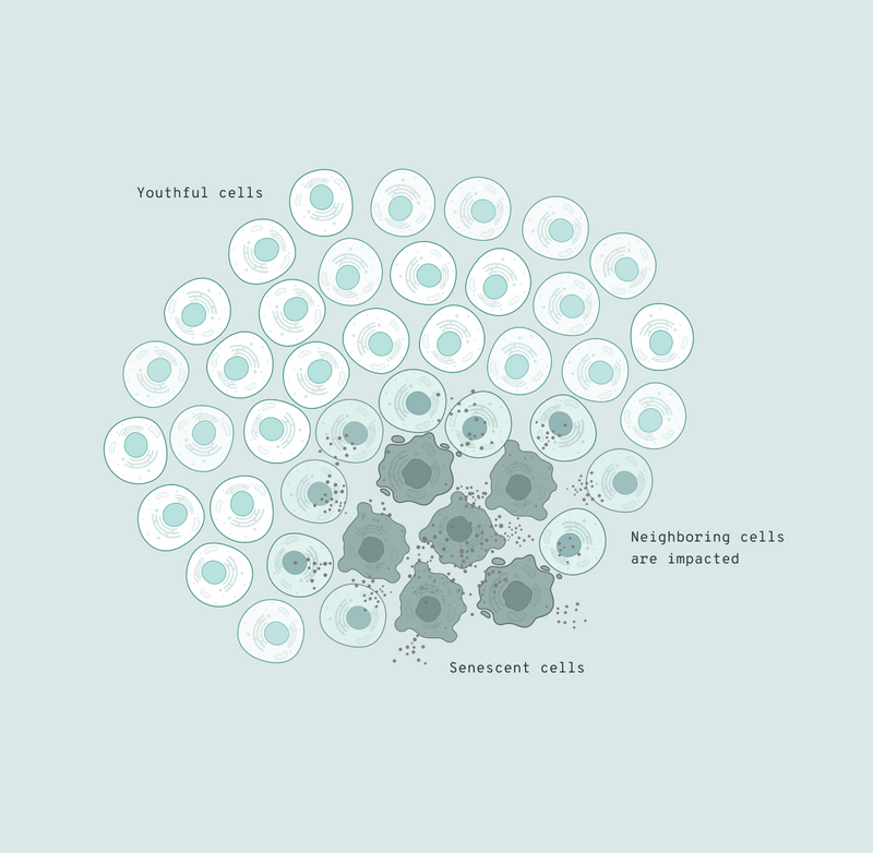 Senolytic Complex - Clear Senescent Cells | Elysium Health